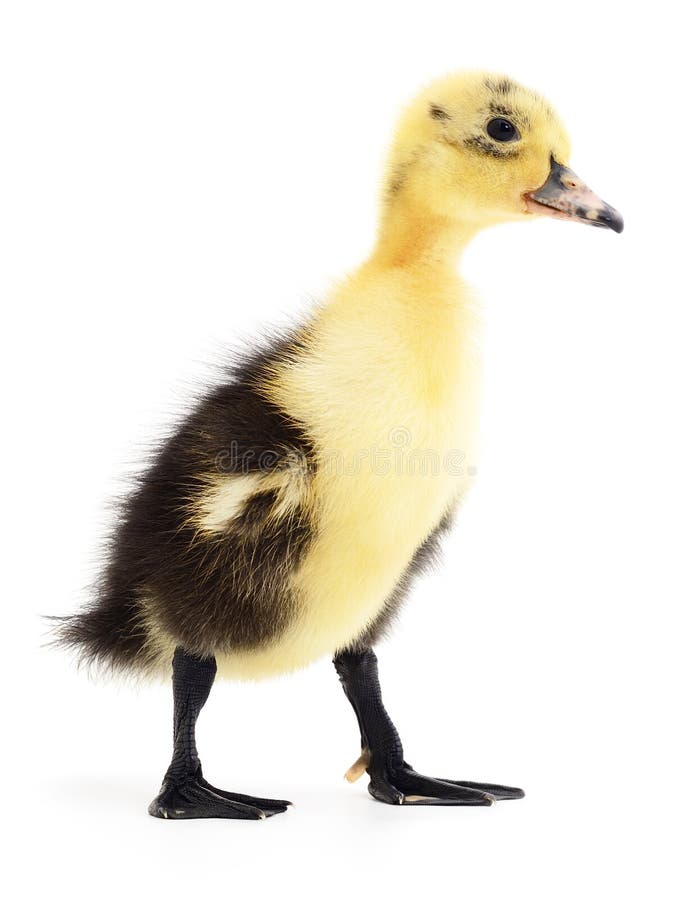 Un caneton jaune image stock. Image of innocence, volaille - 86933529