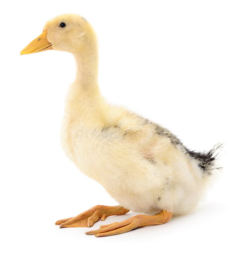 Un caneton jaune photo stock. Image du caneton, volaille - 91689350