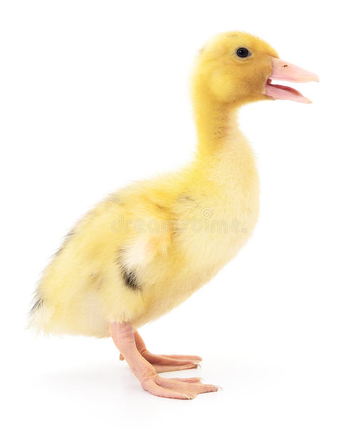 Un caneton jaune photo stock. Image du caneton, volaille - 91689350