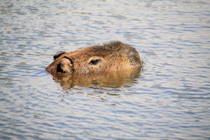Un capibara en el agua foto de archivo. Imagen de travieso - 261788640
