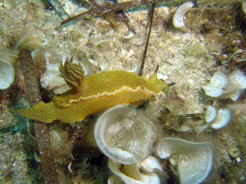 Un Caracol - Amarillo Imagen. Imagen: 648924