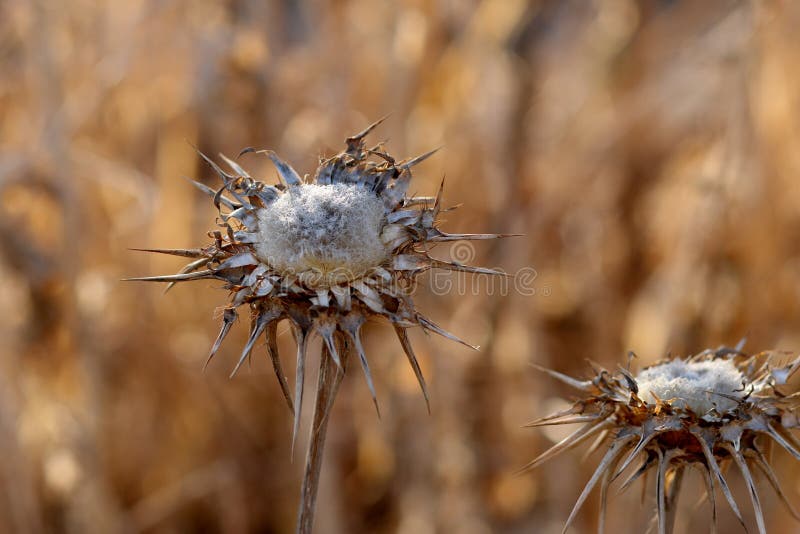 Un Cardo Seco Crece En El Campo Foto de archivo - Imagen de maleza ...
