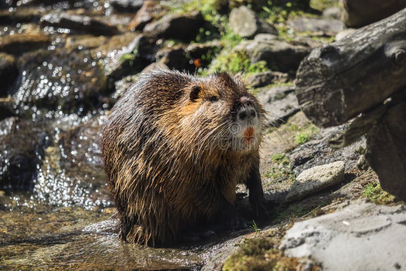 Un castoro immagine stock. Immagine di ondulazione, occhio - 97017217