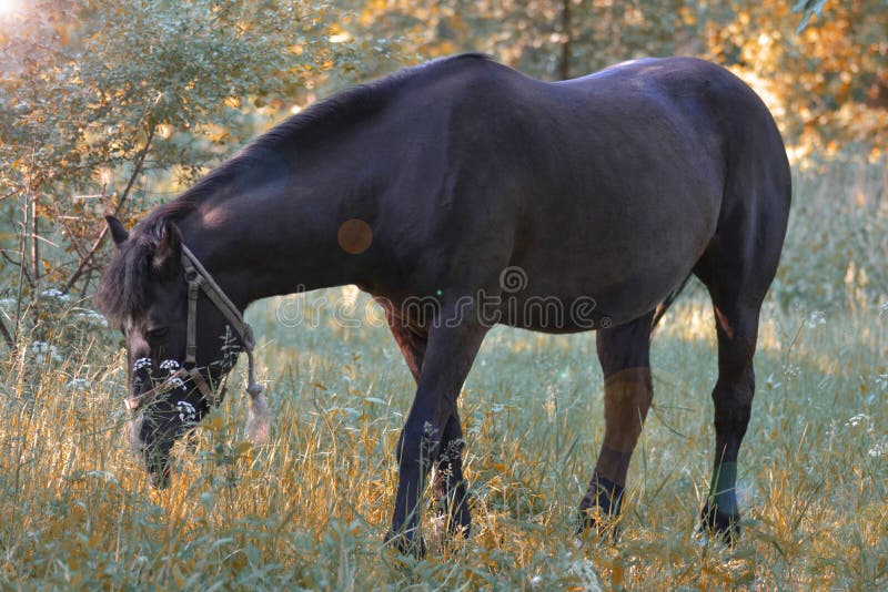 Un Cavallo Di Marrone Scuro Pasce Immagine Stock - Immagine di marrone ...