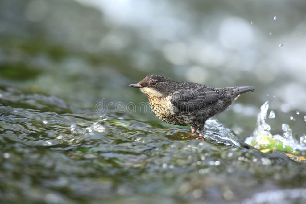 Un cazo joven. foto de archivo. Imagen de sostenido, gris - 12492392