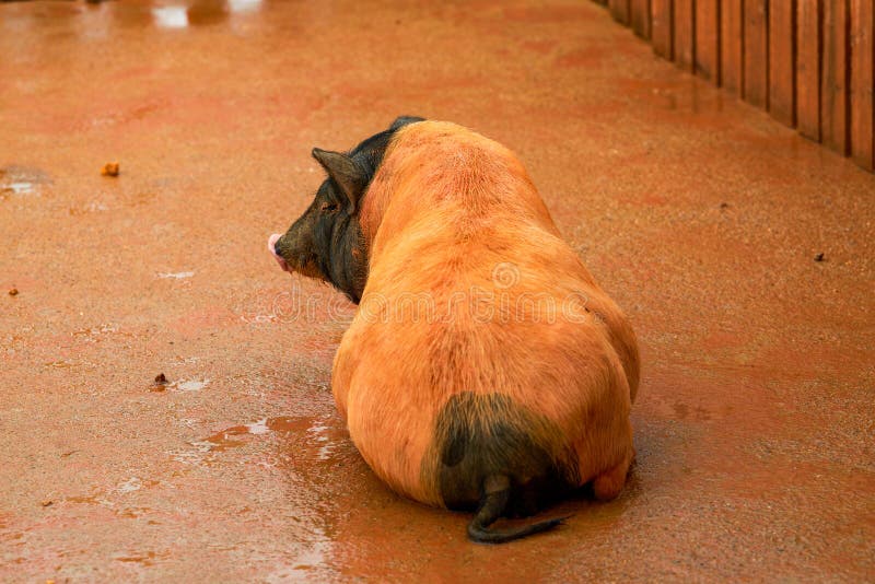 Un Cerdo Gordo En Una Granja Imagen de archivo - Imagen de fondo ...