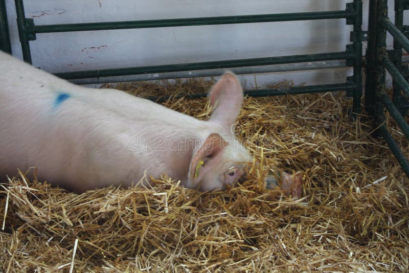 Un Cerdo Grande En La Granja Foto de archivo - Imagen de granja, fondo ...