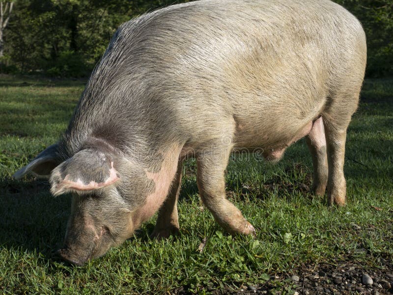 9,370 Cerdo Gordo Grande Fotos - Libres de Derechos y Gratuitas de ...