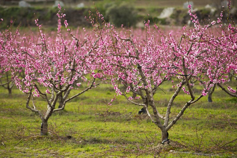 Arbre D'amande De Floraison Image stock - Image du chauffer, baléar ...