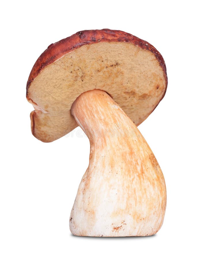 Un Champignon Blanc D'isolement Photo stock - Image du delicatessen ...