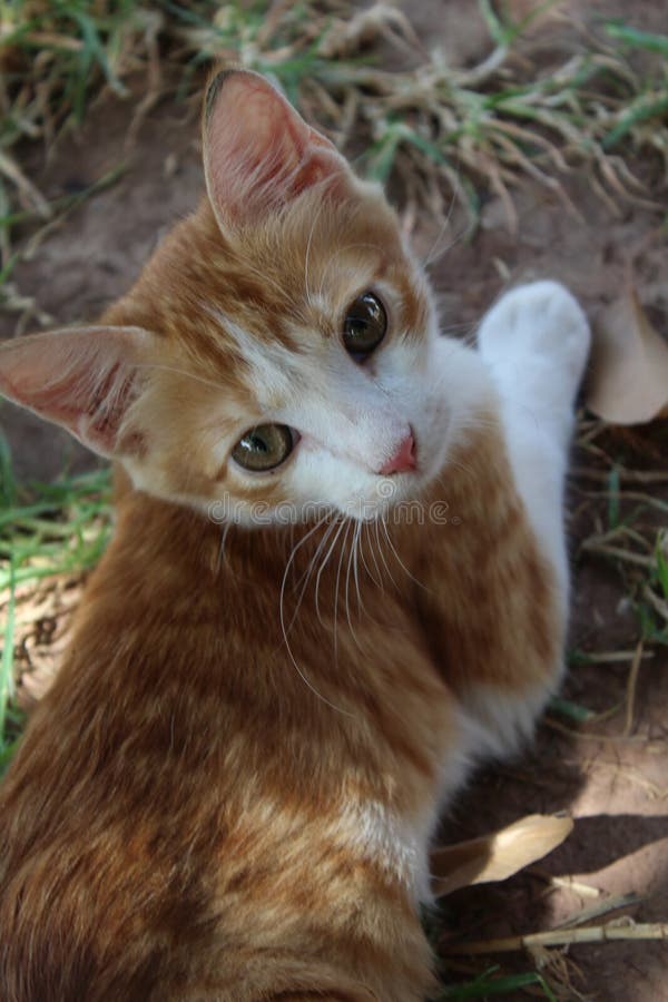 Un Chat stock photo. Image of animals, lovely, chat - 106419450