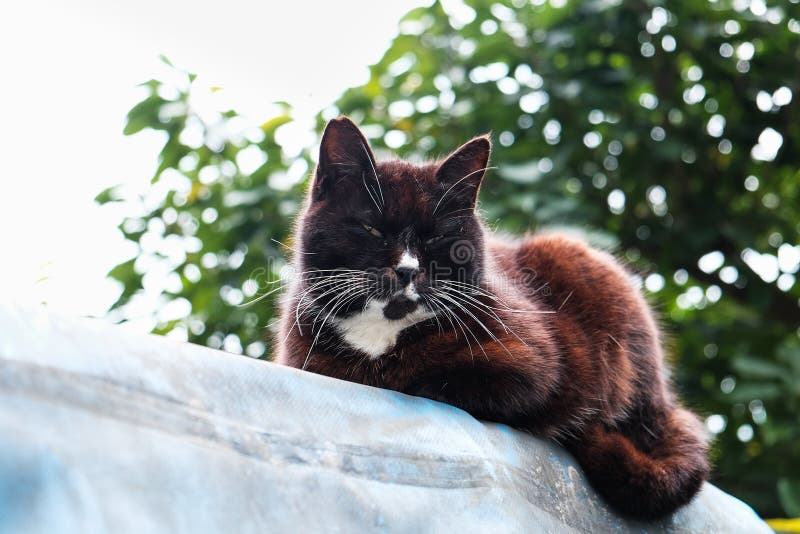 Yeux De Jaune De Chat De Brun Foncé Photo stock - Image du ...
