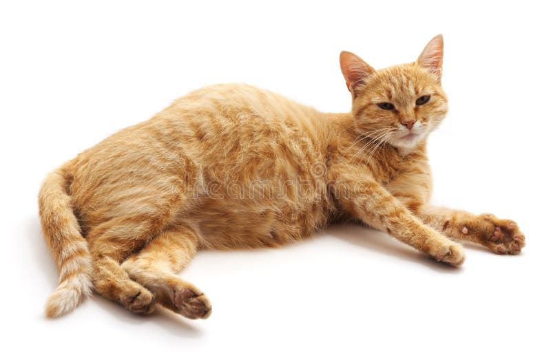 2,108 Photos de Chat Enceinte - Photos de stock gratuites et libres de ...