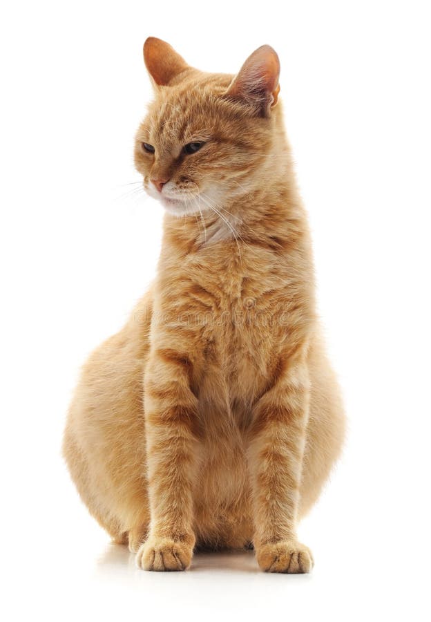 2,382 Photos de Chat Enceinte - Photos de stock gratuites et libres de ...