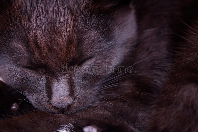Un Chat Noir Dormant Paisiblement Photo stock - Image du coussin, repos ...