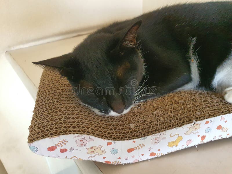 6,275 Le Chat Dort Photos libres de droits et gratuites de Dreamstime