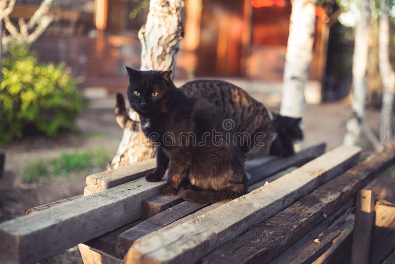Un Chat Noir. Les Chats S'assoient Sur Des Rondins De Bois Dans Le ... Un Chat Noir. Les Chats S'assoient Sur Des Rondins De Bois Dans Le ...