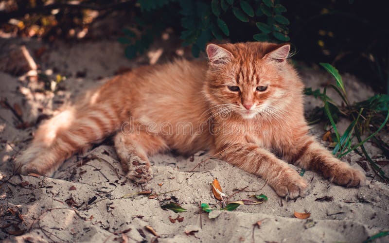 Un Chat Rouge Se Trouve Sur La Plage Photo stock - Image du chat, beau ...