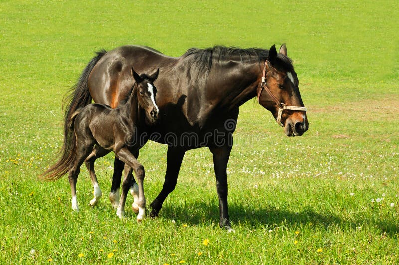 Un Cheval Avec Un Poulain De Bébé Photo stock - Image du zone ...