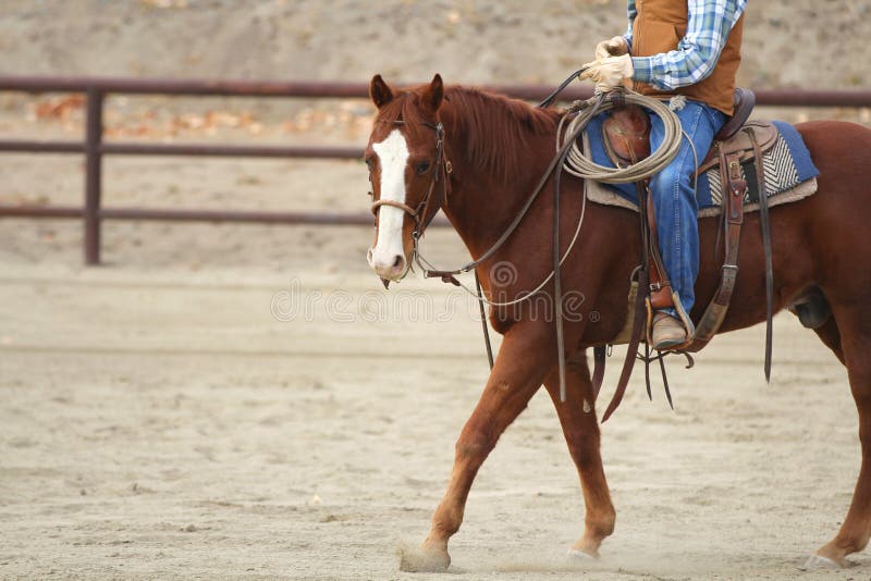 Cowboy Formant Un Cheval II. Photo stock - Image du activité, chemise ...