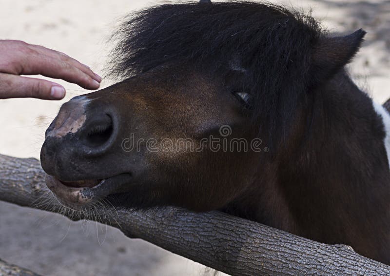 Cheval mignon photo stock. Image du champs, jument, visage - 1794258