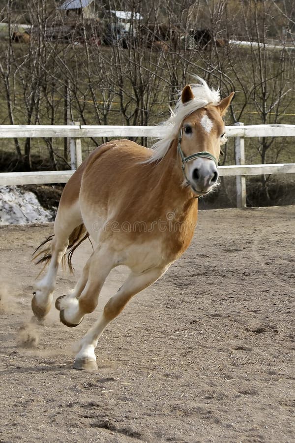 Pinto Horse sauvage photo stock. Image du poussin, ongulé - 35370838