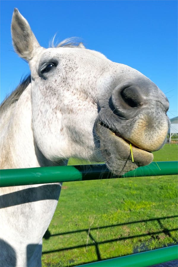 133 Visage Chevalin Photos libres de droits et gratuites de Dreamstime