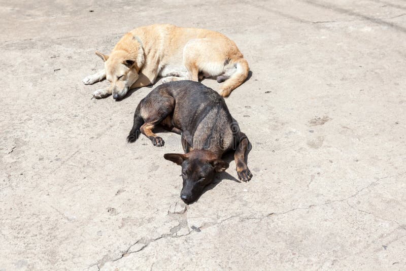 Chien de rue photo stock. Image du crabot, mignon, nature - 63105096