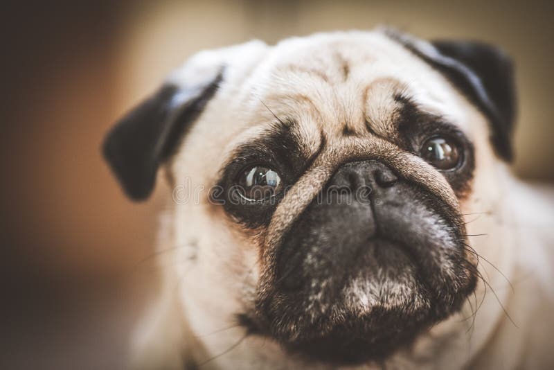 Un chien mignon de roquet image stock. Image du multiplié - 36330417