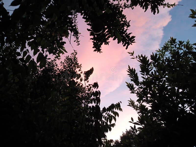 Un cielo bonito stock image. Image of plant, cloud, leaf - 265557493