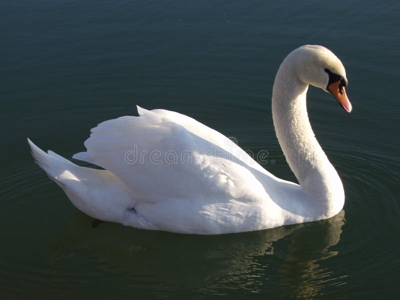 Un cisne imagen de archivo. Imagen de invierno, digital - 468137