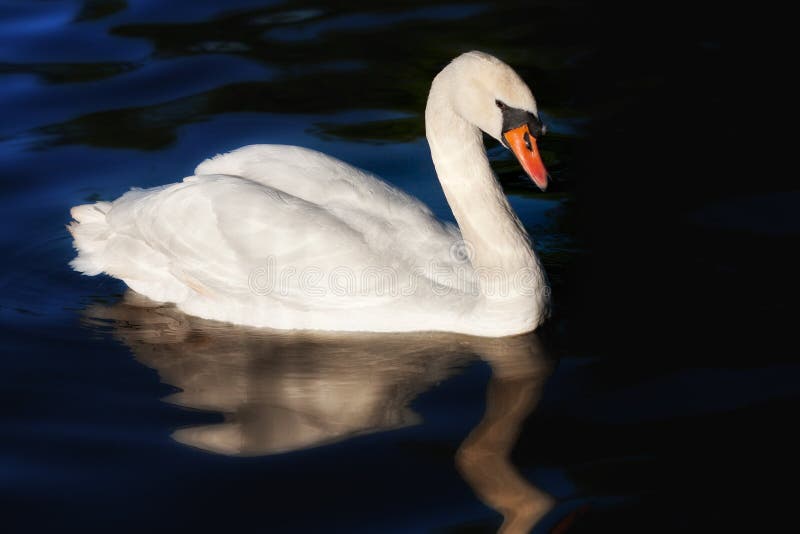 Un cisne blanco foto de archivo. Imagen de cubo, cisne - 18306744