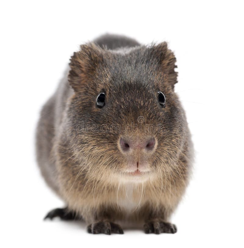 Un Cobaye Plus Grand, Magna De Cavia Photo stock - Image du ...