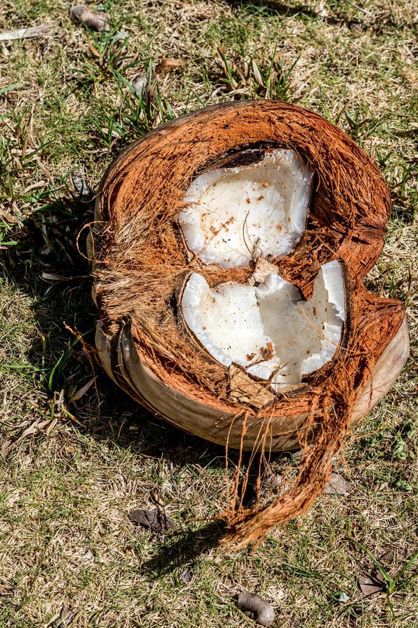 Coco abierto aislado foto de archivo. Imagen de sano - 36752038