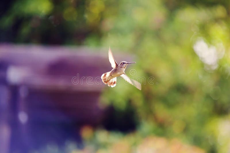 Un colibri est en vol image stock. Image du petit, beau - 70905305