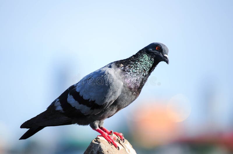 Un Colombaccio Curioso (palumbus Di Columba) Si è Appollaiato Su Un ...