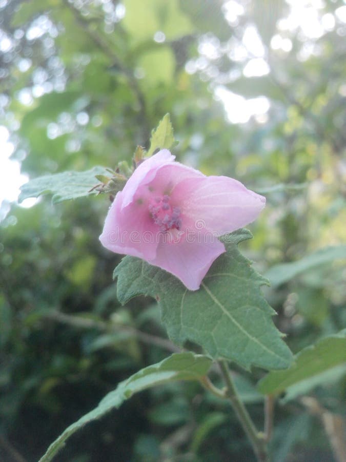 Un Color De Flor Tropical Rosa Imagen de archivo - Imagen de producto ...