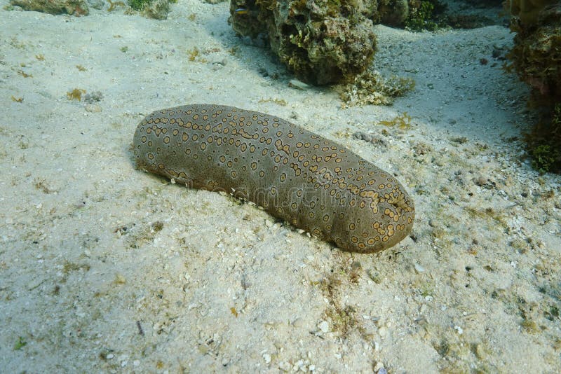 Concombre De Mer Sous-marin Isostichopus Badionotus Photo stock - Image ...