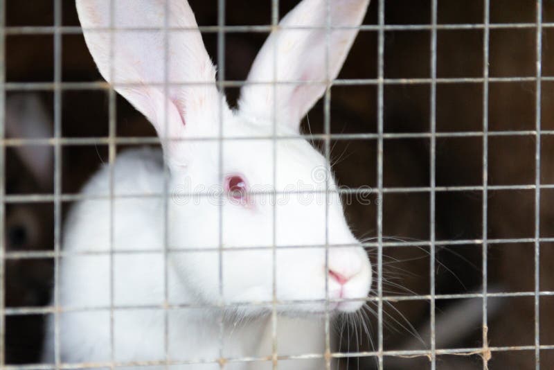Un Conejo Blanco Con Ojos Rojos Foto de archivo - Imagen de agricultura ...