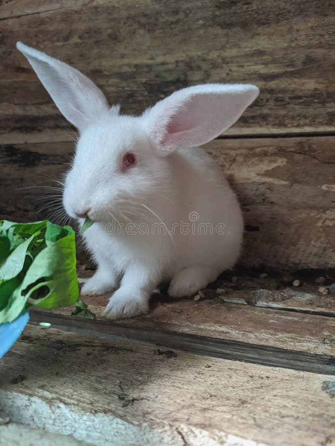 Un Conejo Blanco En Una Jaula De Madera Comiendo Pasto Imagen de ...