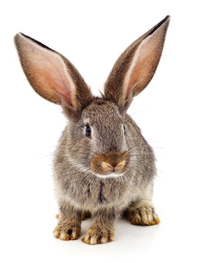 Un conejo rojo imagen de archivo. Imagen de carne, liebres - 257975533