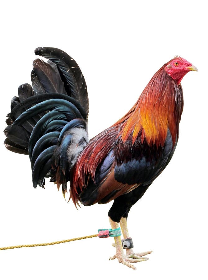 Un coq photo stock. Image du cockerel, couleur, dominant - 21316912