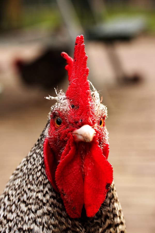 Coq en couleurs image stock. Image du oiseau, clavettes - 308957