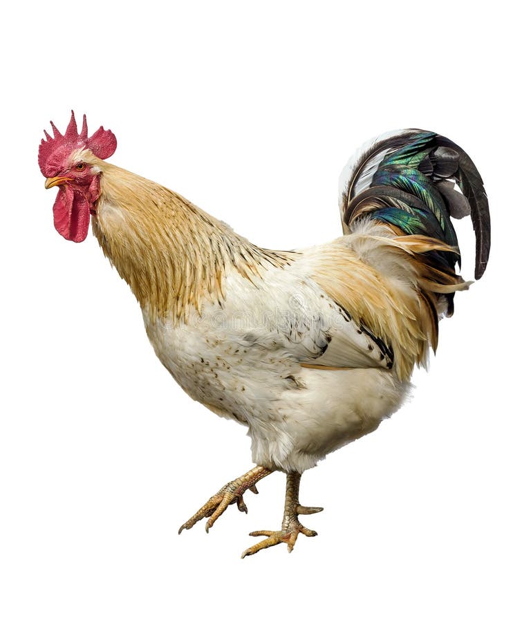 Coq photo stock. Image du crête, mammifère, beau, oiseau - 30125460