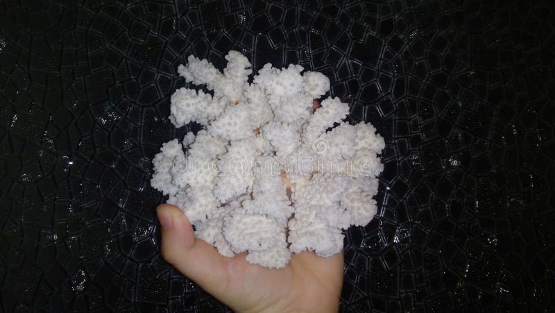 Corail blanc image stock. Image du blanc, mort, tropique - 16409543