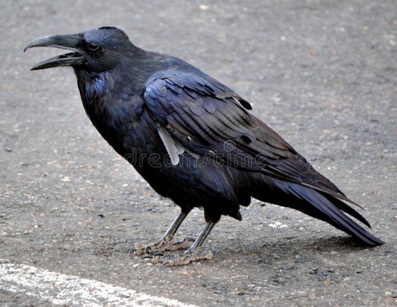 Un Corvo Nero fotografia stock. Immagine di natura, timore - 40024878