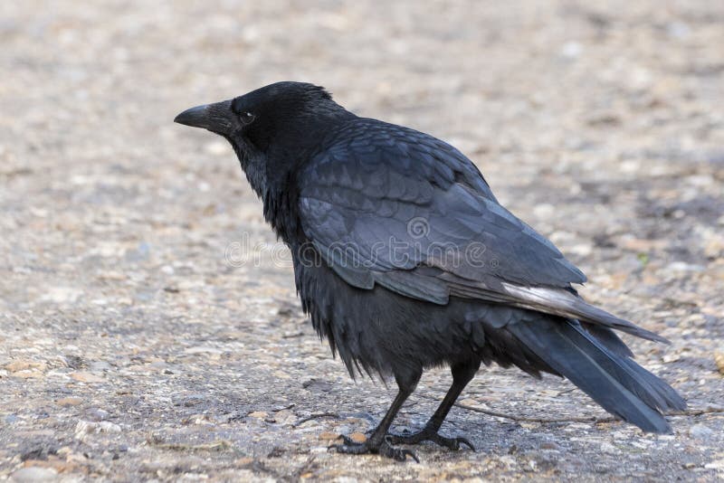 Un Corvo Sul Terreno Comunale Di Southampton Immagine Stock - Immagine ...