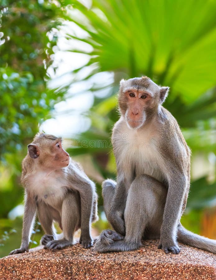 Images Couples De Singe - Téléchargez 1,809 Photos libres de droits