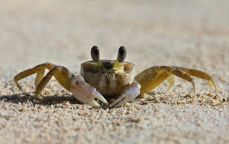 Un Crabe Des Caraïbes Jaune Tropical Photo stock - Image du pattes ...