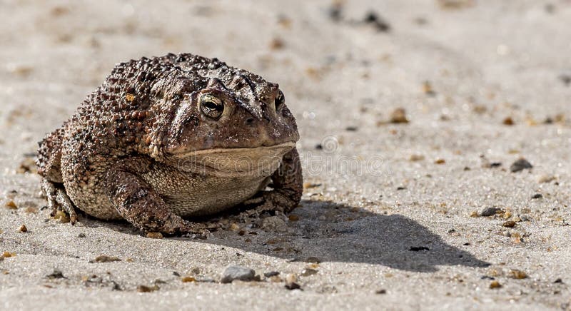 Crapaud Chaud En Trou Moussu D'arbre Image stock - Image du extérieur ...